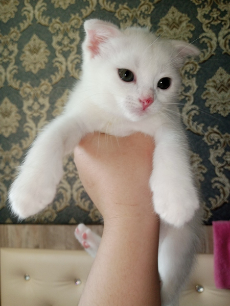 Продается котенок