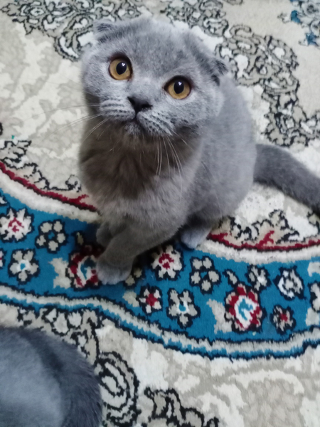Продается Срочно Скоттиш фолд