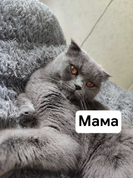 Котенок Скоттиш Фолд Девочка