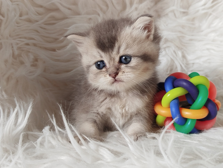 британский котёнок шиншилла