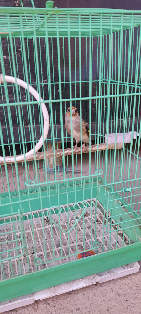 Norchi sayroqi yillik