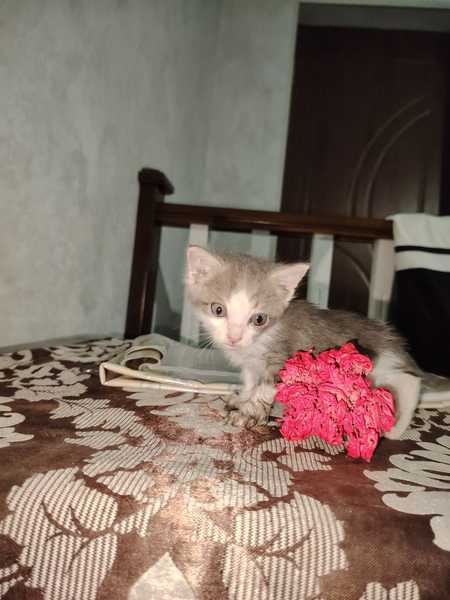 Котенок с красивым серо белым окрасом
