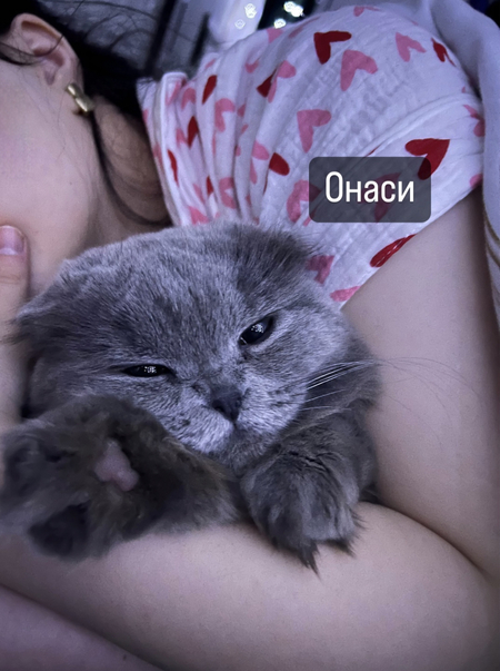 Продаётся котята scottish fold
