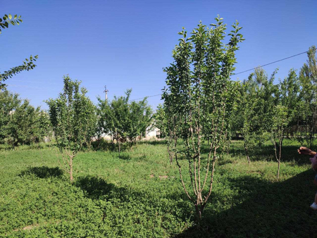 Продаётся в г. Сырдарье, участок 6 соток, ровный, прямоугольный 20 000