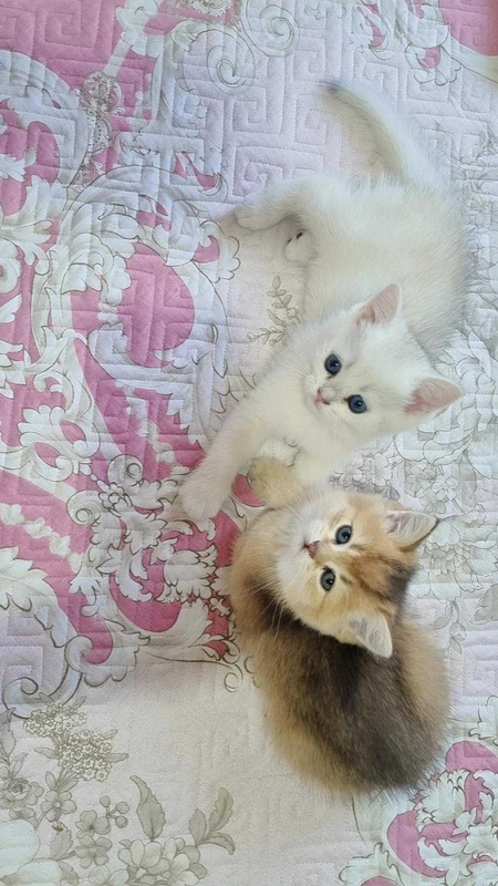 Скотиш фолд шотланские