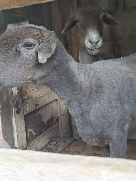Qõylar va Qõchqorlar sotiladi