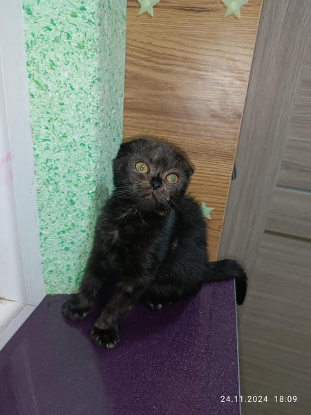Супер котята. От правильной вяски.