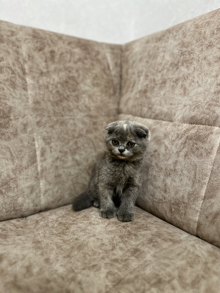 Скоттиш фолд