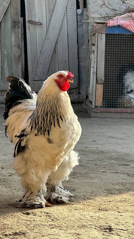Toza qonli brama xurozlar