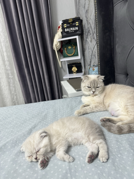 Скотиш фолд