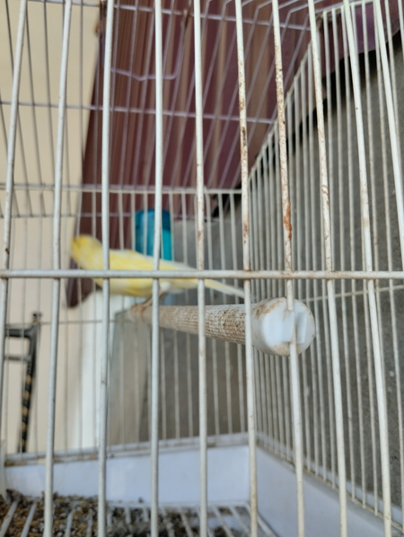 Kanareka канарейка sotiladi srochni