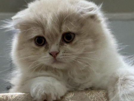 Scottish fold erkak sotiladi