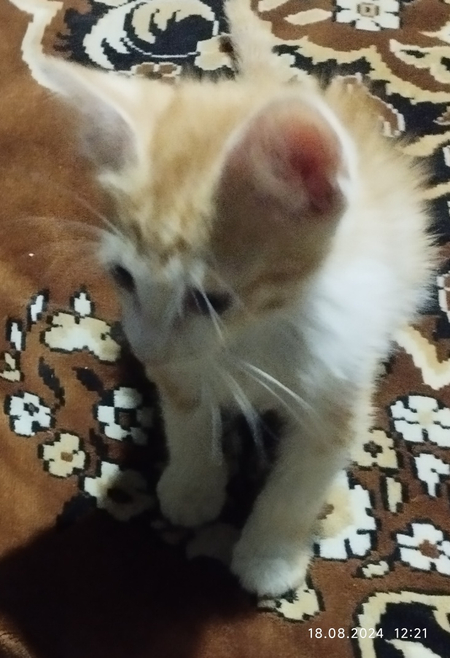 Прекрасный , домашний котенок