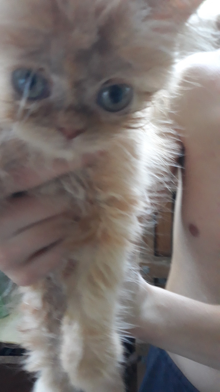 Персидский кот очень умный и нежный