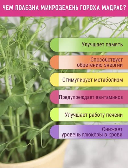 Горошек Мадрас для микрозелени