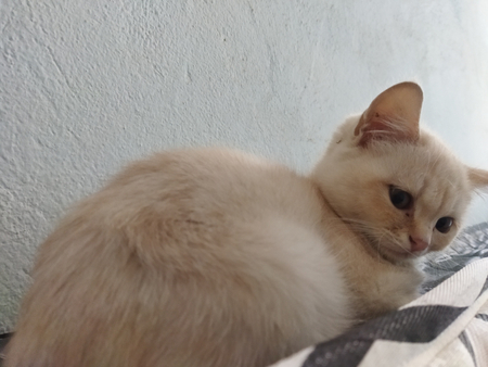 Продаётся котенок срочно