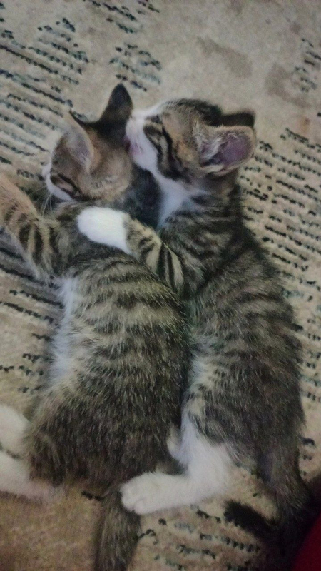 Отдам котят в хорошие руки