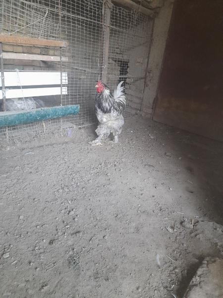 Zot olishga zòr brama xòroz sotiladi barter 2ta xonaki tovuqga