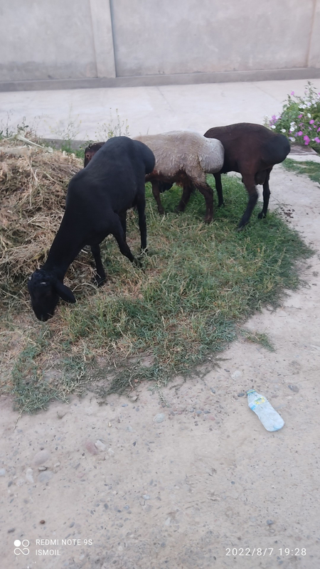 Qo'ylar sotiladi Halol