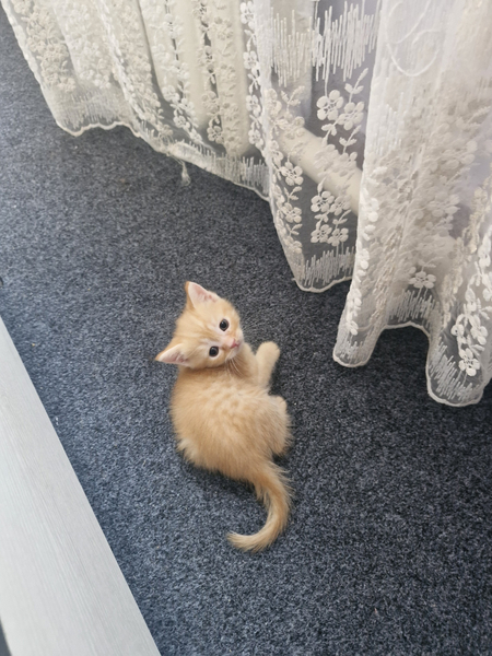 Продаются шотландские котята