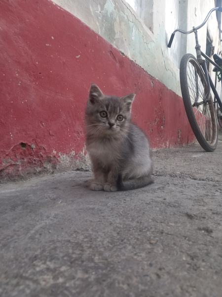 British Shorthair mushuk bolalari