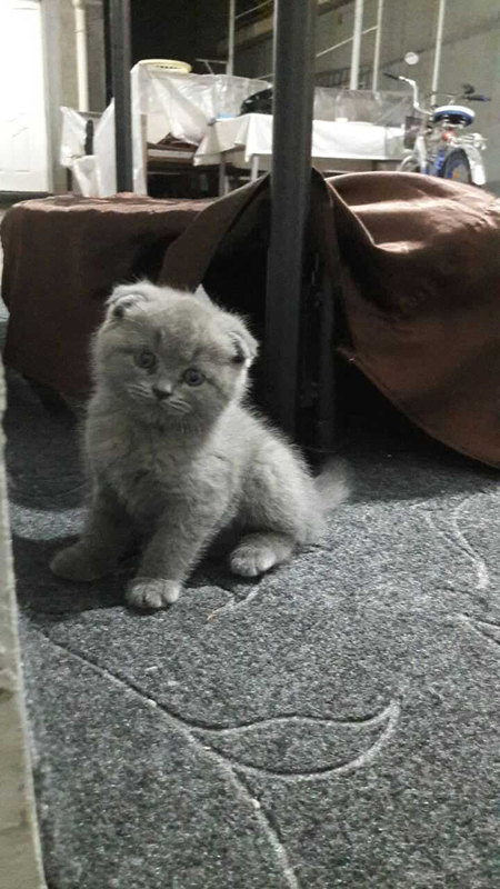 Чистокровный Шотландский Вислоухий  котенок от правильной вязки 2мес.