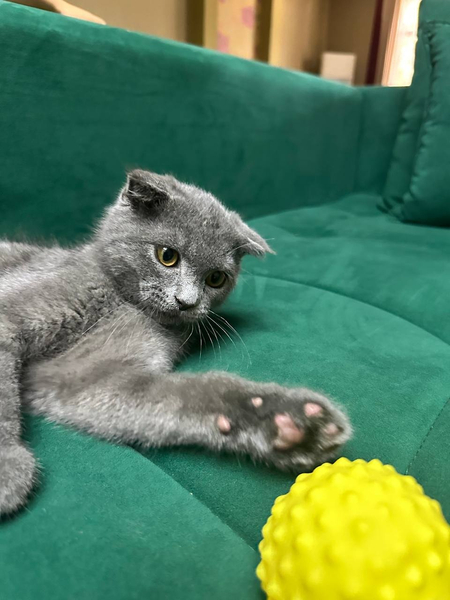 Скотиш фолд мальчик 3 месяца