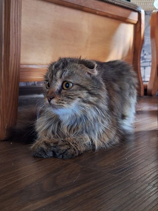 Scottish fold highland