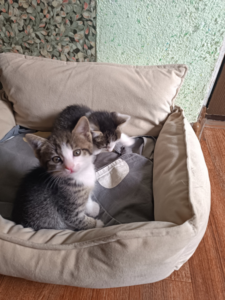 Отдам в хорошие руки котят.