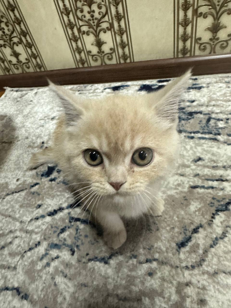 Mushuk o\\\'g\\\'ilbola Кот