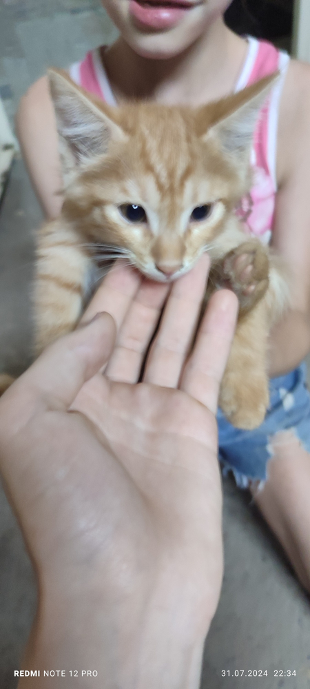 Хорошие котята в добрые руки
