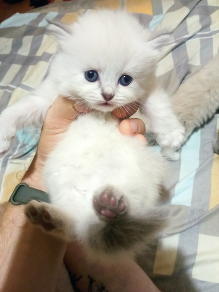 Готовятся к продаже котята