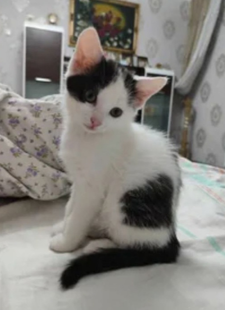 Пристраивается котёнок мальчик