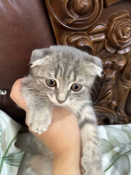 Scottish fold sotiladi