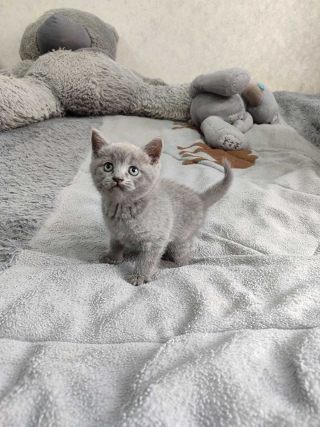 Продается котенок скоттиш страйт