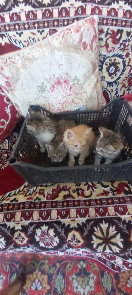 Отдам котят даром хорошые пуки