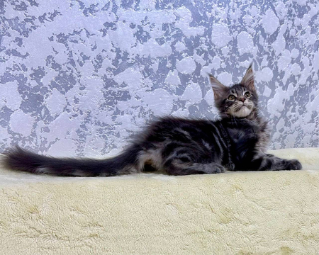 Клубный котенок Мейн Кун