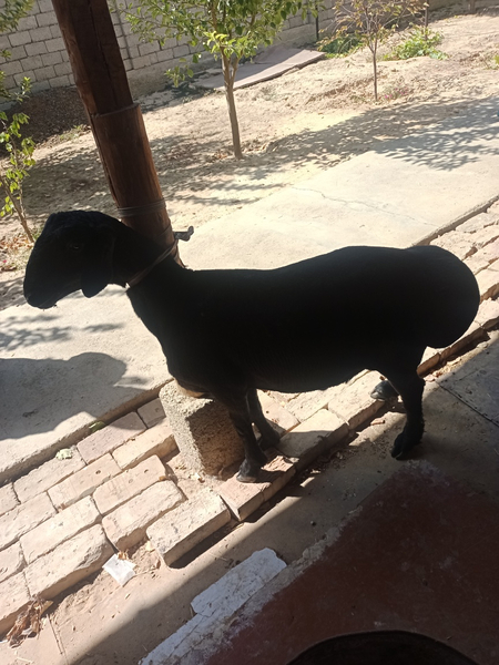Toza yem yegan qoylar