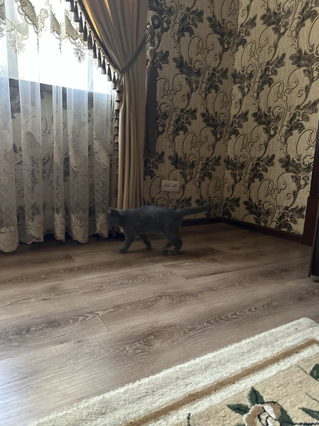 Кошка британский скоттиш страйт