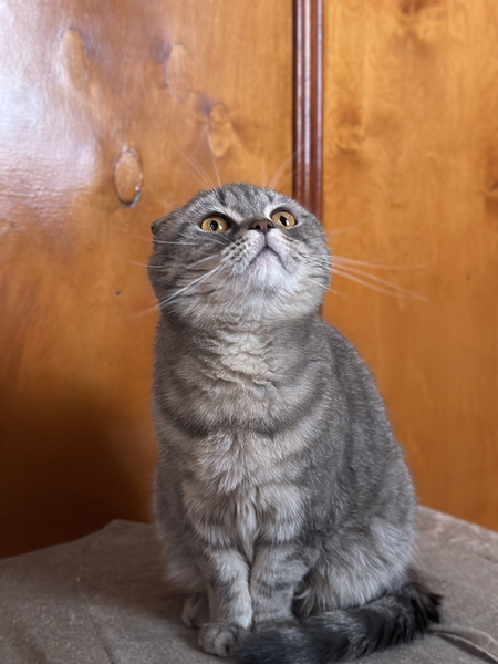 Чистокровные котята