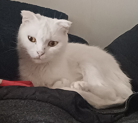 Продаются кошечки