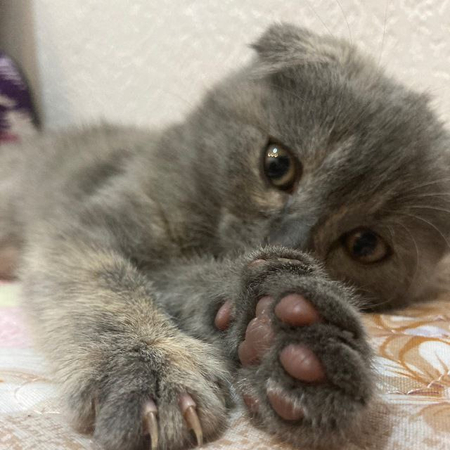 Скоттиш фолд
