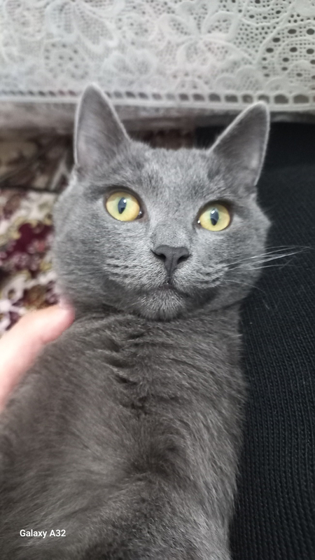 Британский котик 7месяцев