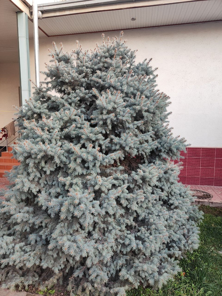 Голубая  ель Золотистая