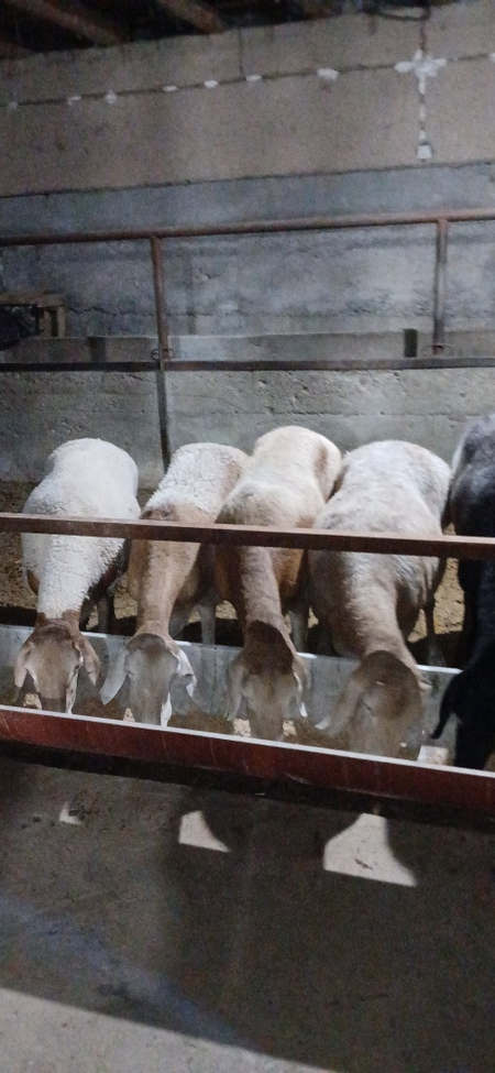 Arashan argon qoyla bor sifatli soglom Kota qoyla bolali bogozlariyam