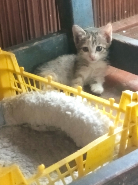 Отдам даром 4 котенка