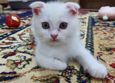 Продаётся шкотиш фолд
