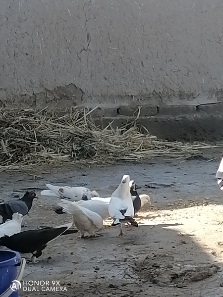Kabutarlar yaxshi xilli