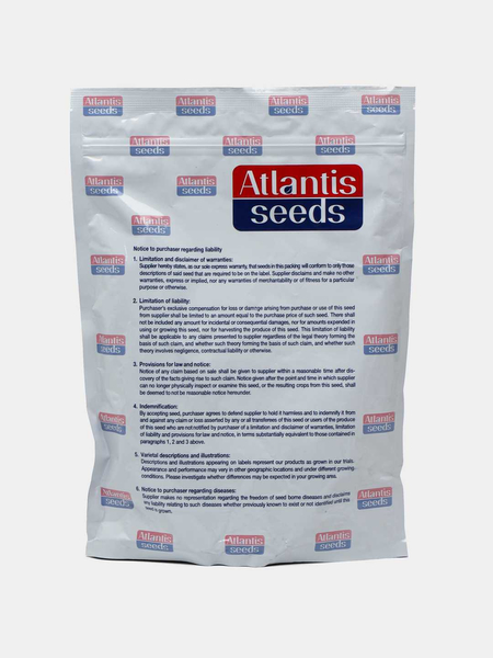 Qizil lavlagi urug'lari Bordo navi Atlantis seeds