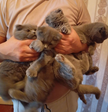 Вислоухий котенок